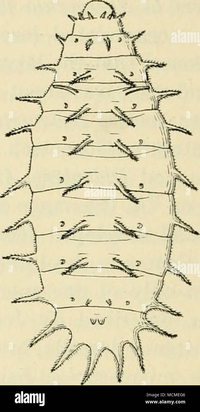 . Fig. 66. Puparium of D. Oldcnhergi. Fig. 57. Puparium of D. concinna ...