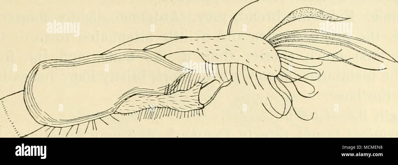 . Fig. 65. H. crinipes. Hypopygium; ventral lobe and outer lamella are ...