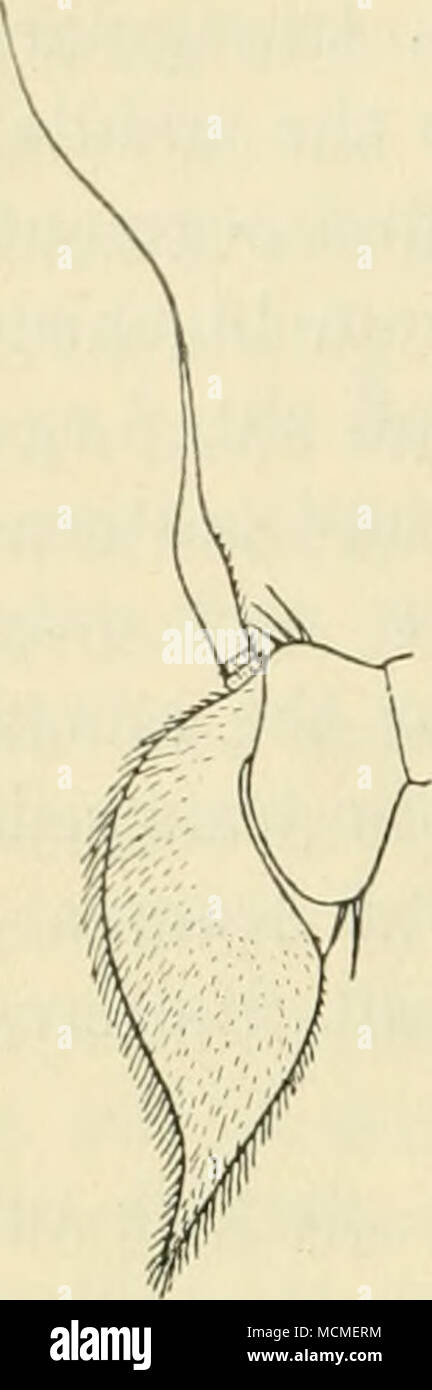 . Fig. 8. Antenna of P. zonatus ^ . X 90. Male. Vertex black, frontal ...