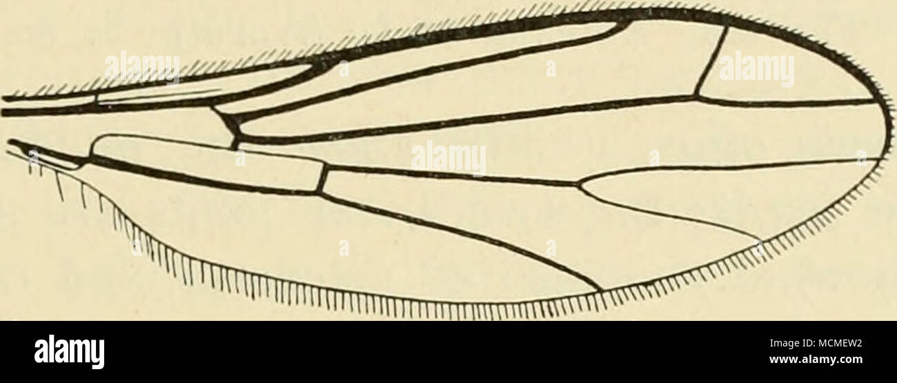 . Fig. 103. Wing of H. oratoria. the lower branch of the postical vein ...