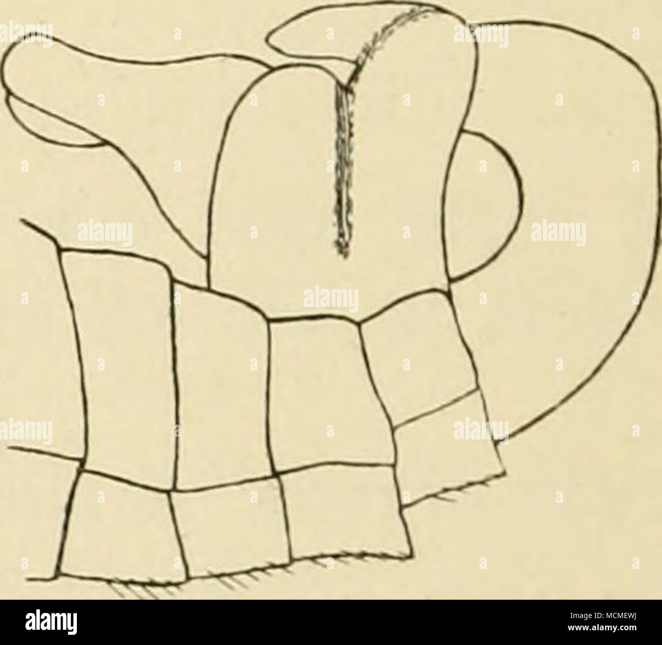 Male Genitalia High Resolution Stock Photography and Images - Alamy