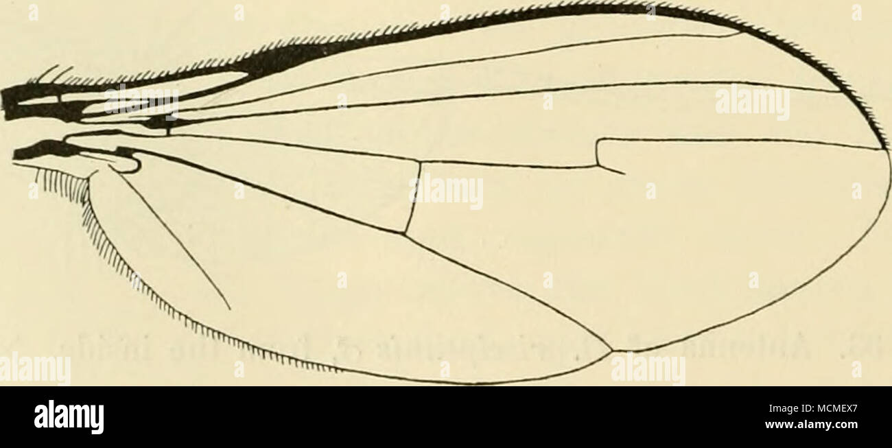 . Fig. 34. Wing of D. griseipennis d". fringe of long black cilia in ...