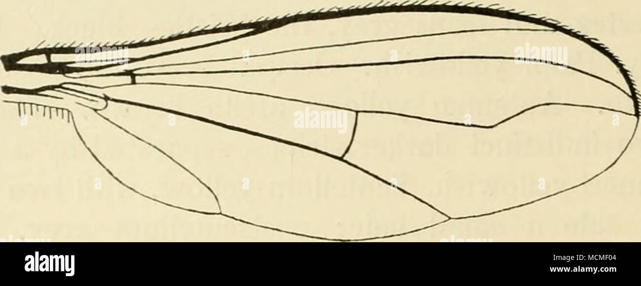 . Fig. 10. Wing of N. quadrifasciata d- Female. Epistoma very slightly ...