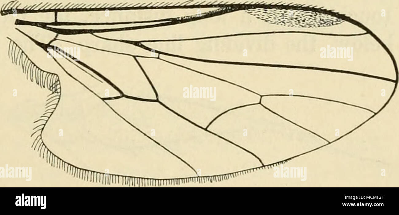 . Fig. 71. Wing of T. flavipes. apex. The legs have shorter or longer ...