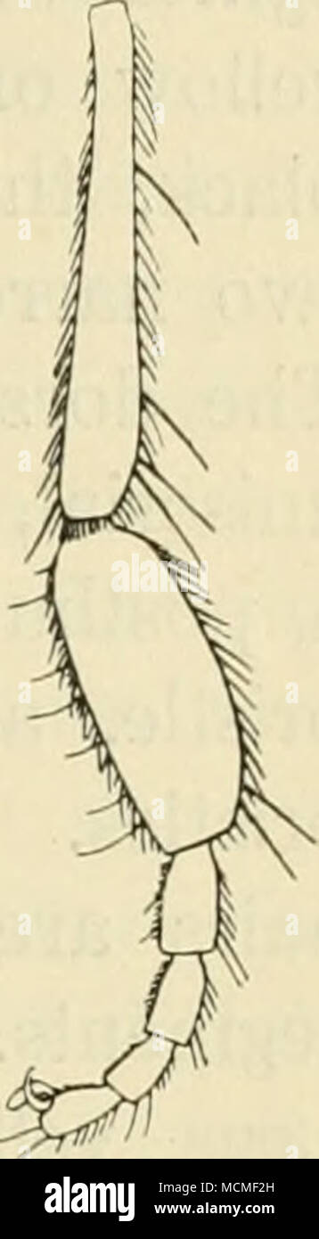 . Fig. 68. H. lasiopyga, front leg. X 30. Fig. 69. H. lasiopyga, middle ...