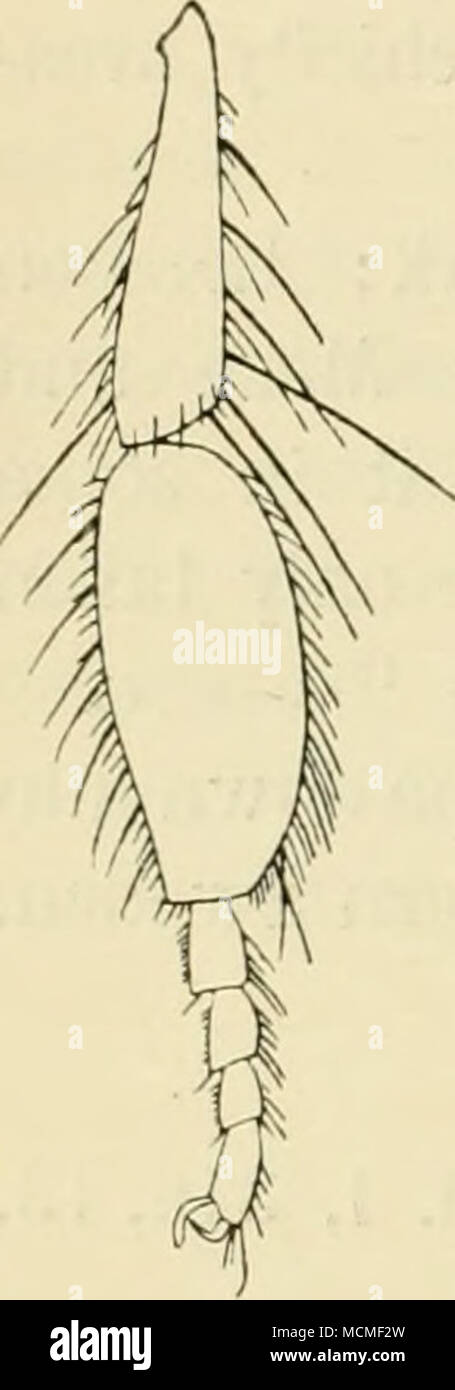 . Fig. 64. H. pilipes, front leg. X 30 Stock Photo - Alamy