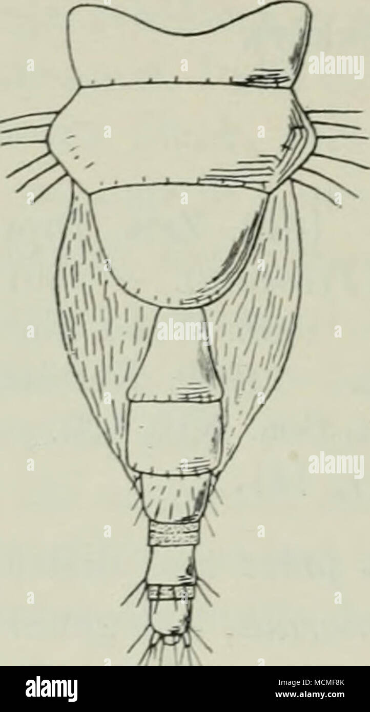 . Fig. 81. A. ruficornis $ typical abdomen Stock Photo - Alamy
