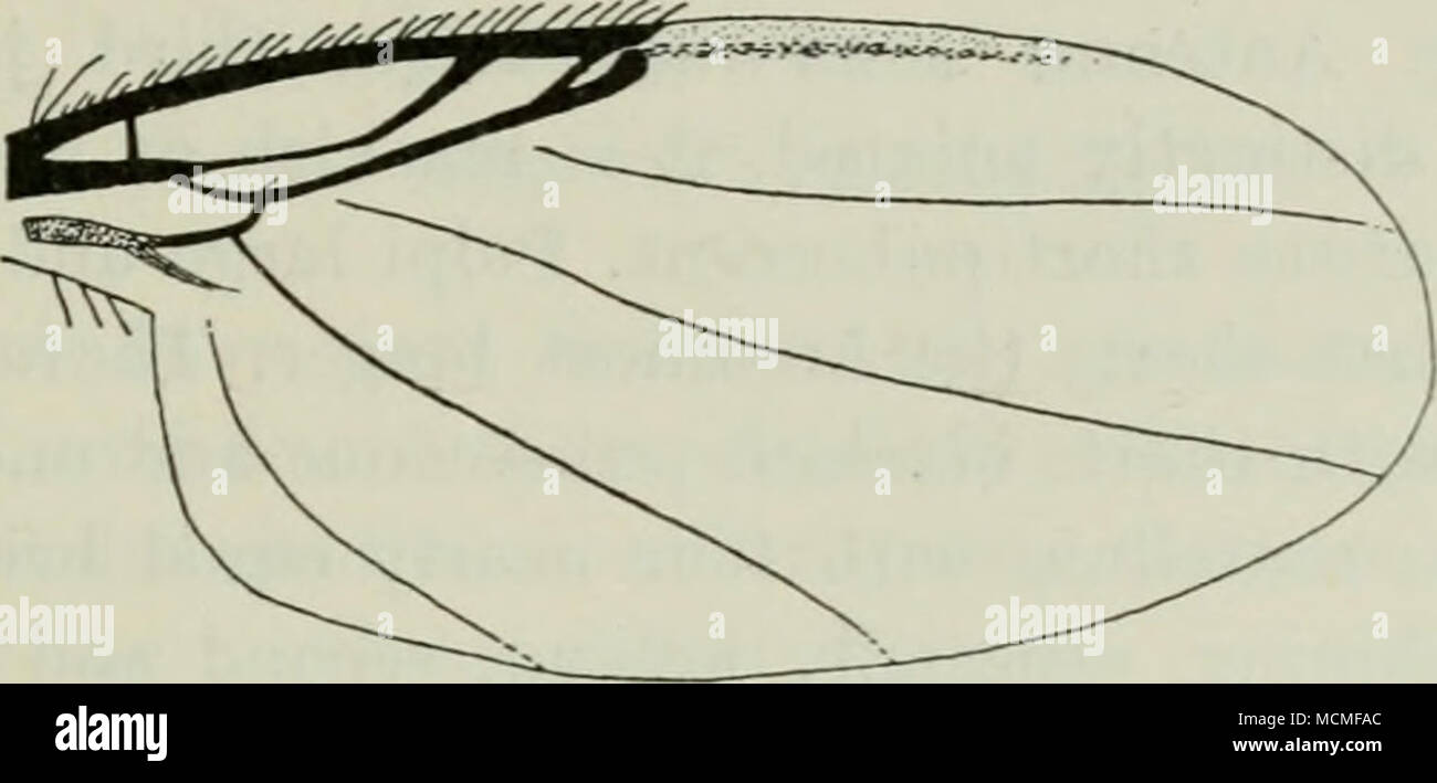 Tergal bristles hi-res stock photography and images - Alamy