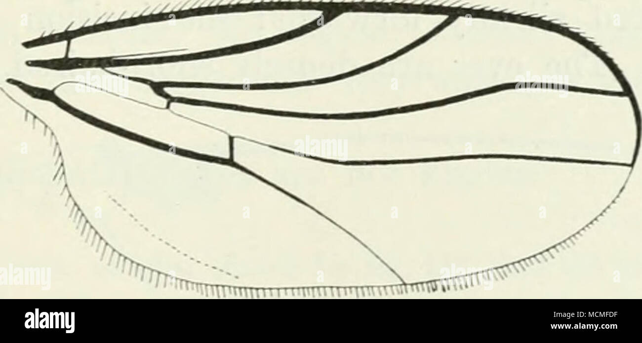 . Fig. 117. Wing of B. pusilla. at the apex on the posterior side, and ...