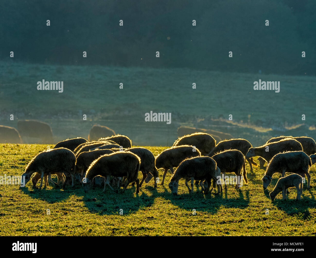 Sheep herding in the Tuscan countryside, Italy Stock Photo - Alamy