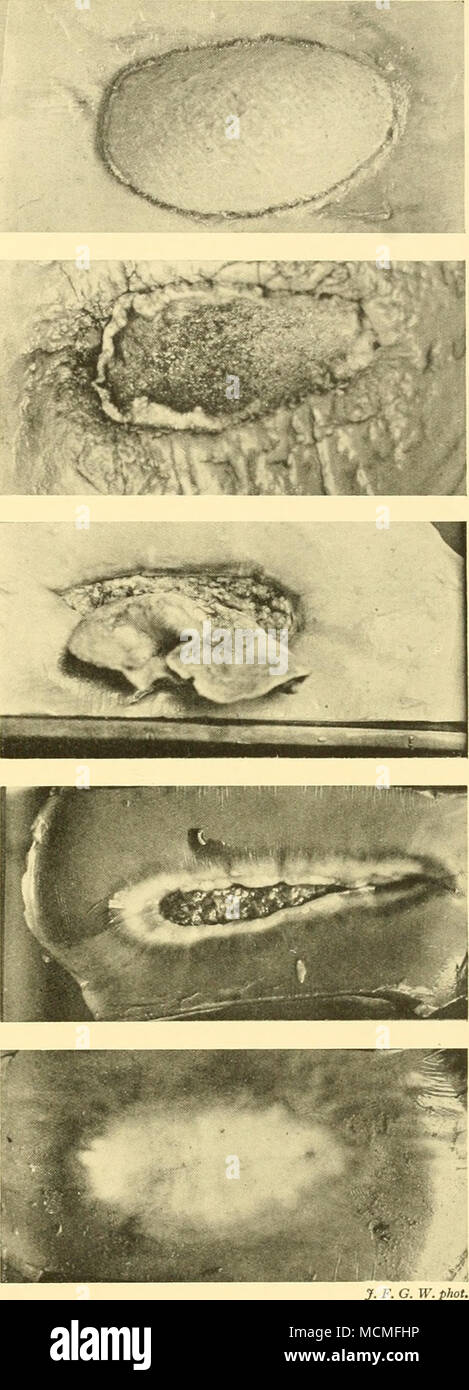 . Fig. 6 Fig. 8 Fig. 9 Fig. 13 SOUTHERN BLUE AND FIN WHALES Stock Photo ...