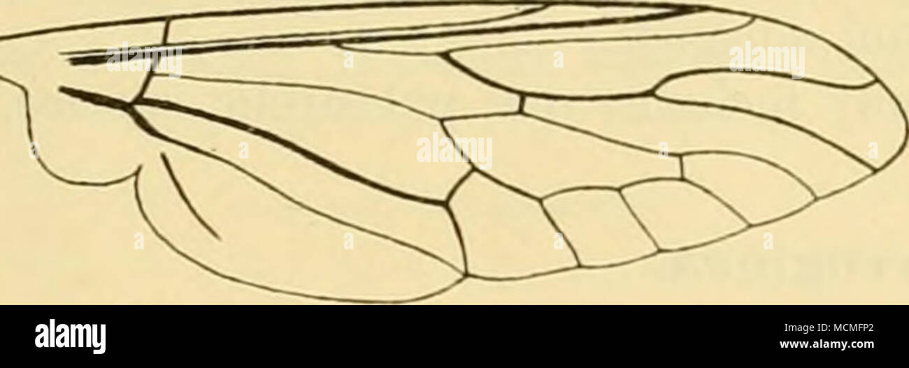 . Fig. 30. Wing of C. ferruginea. Wings witli the cubital vein forked ...