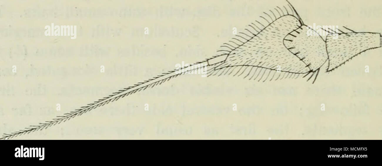 . Fig. 126. Antenna of B. bicolorellum (S, from the inside. X 100. From ...