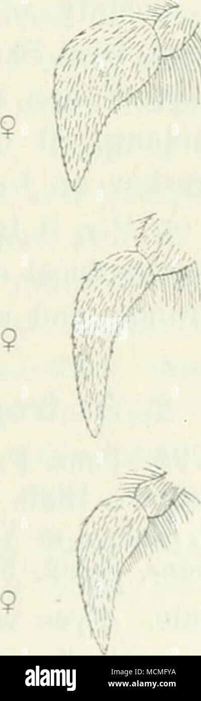 . Maxillary palpi X 12. Fig. 39 9 after Biauer Stock Photo - Alamy