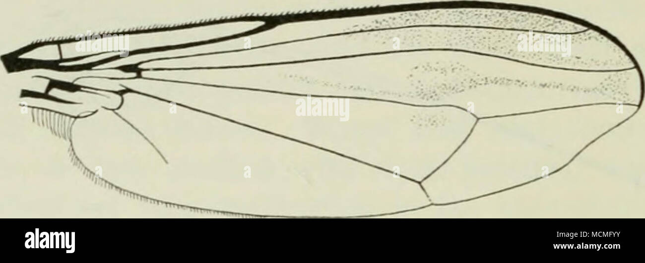 . Fig. 109. Wing of L. virens
