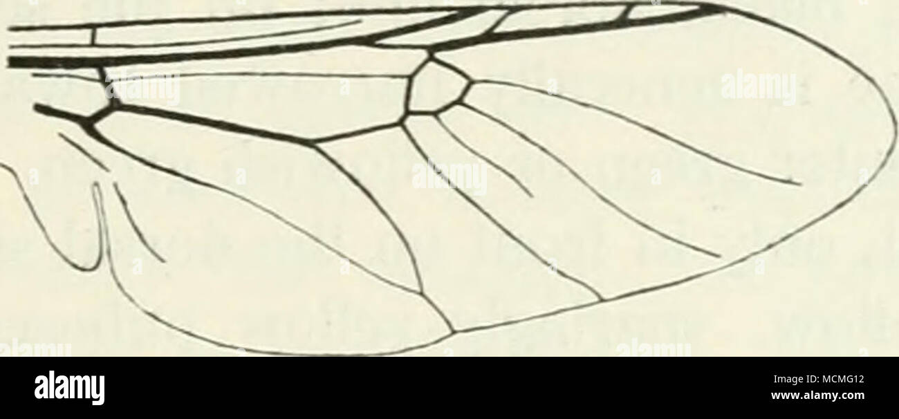 . Fig. 22. Wing of 0. hydroleon. veins light yellow, cubital vein ...