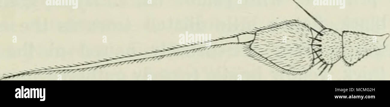 . Fig. 93. Antenna of X. caliginosum Q. X 60. Female. Epistoma broad ...