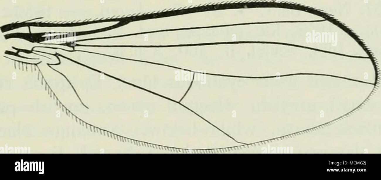 . Fig. 92. Wing of X. caliginosum d- front tibiae with a bristle above ...