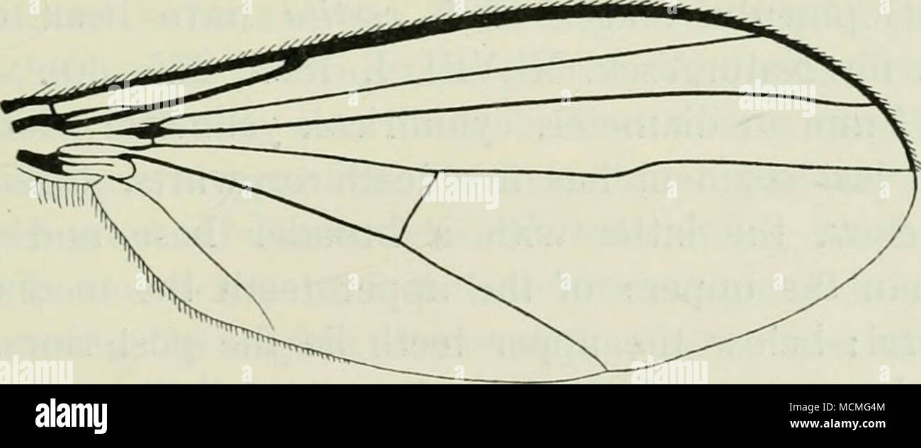 . Fig. 79. Wing of A. elongata c5". costal vein very short; the discal ...