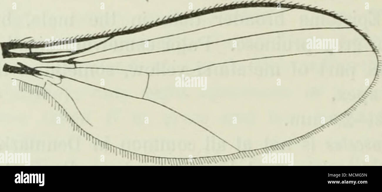 . Fig. 71. Wing of C. grumineus c5". and very small postero-dorsal ...