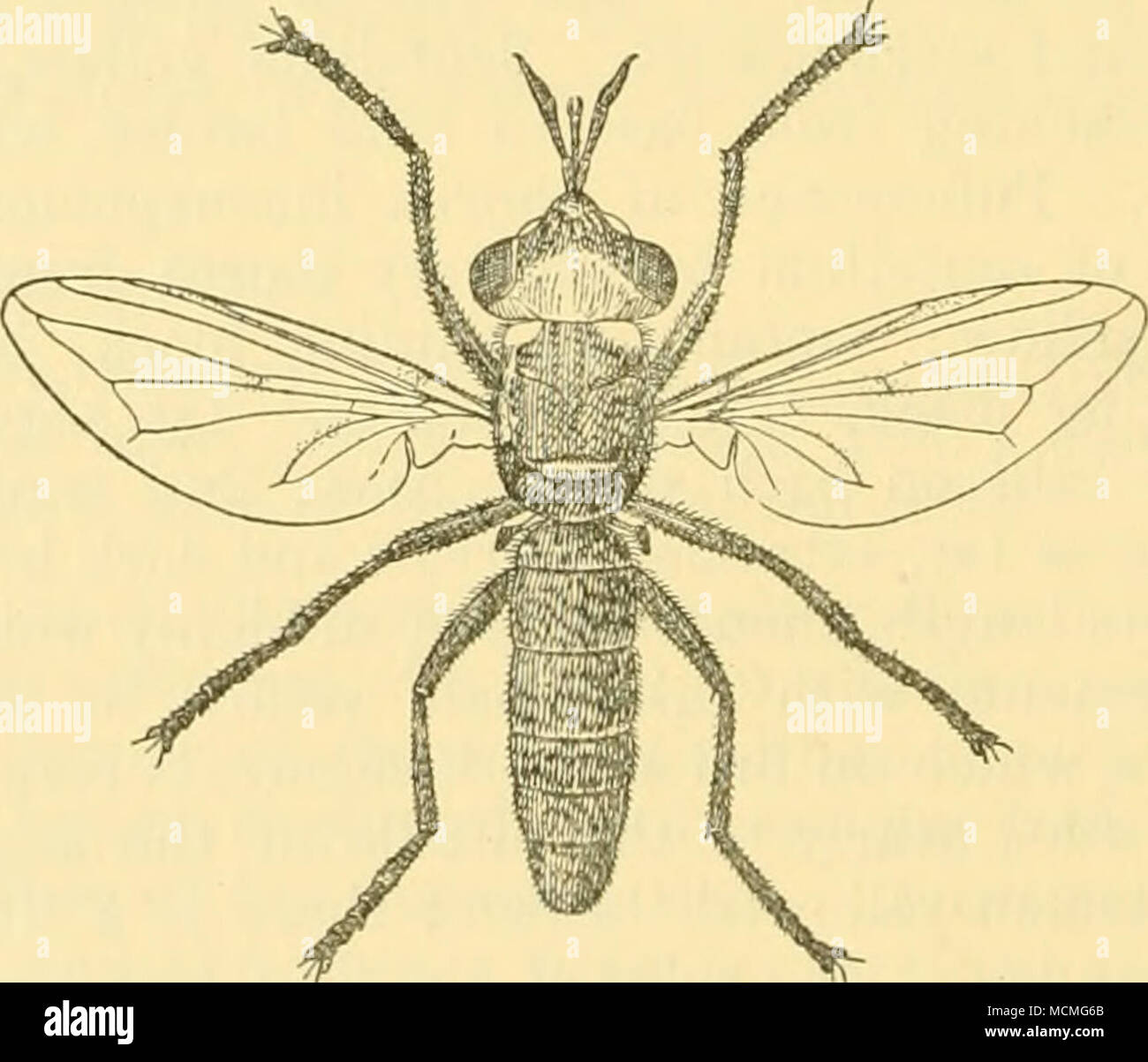 . Fig. 72.—Conops cryihrocefhalus, Fabr. only (CoNOPiNJE and Zodion) or ...