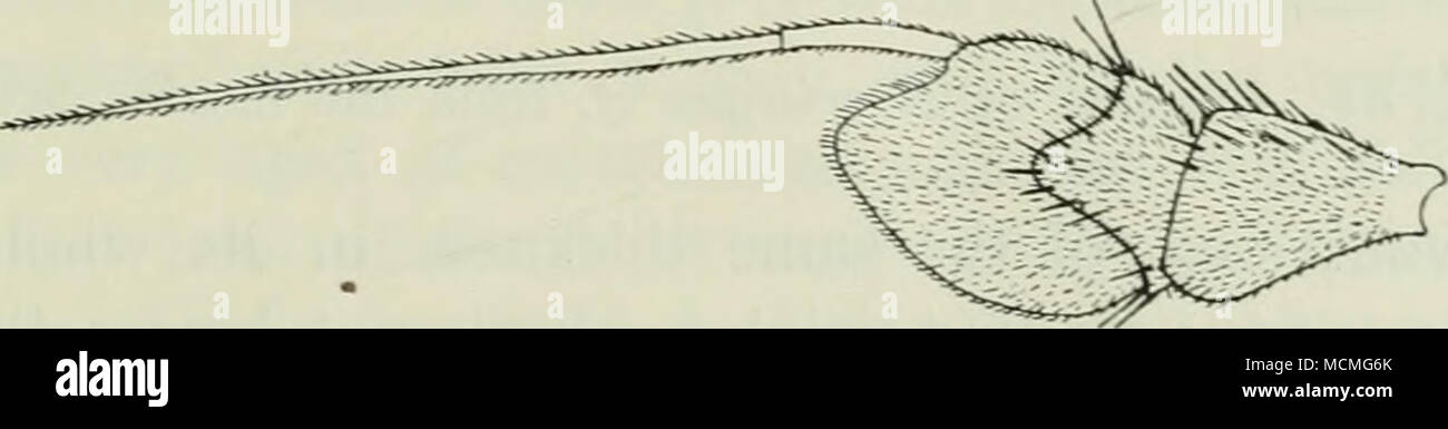 . Fig. 63. Antenna of H. ohscurellus 9, from the inside. X 60. Female ...