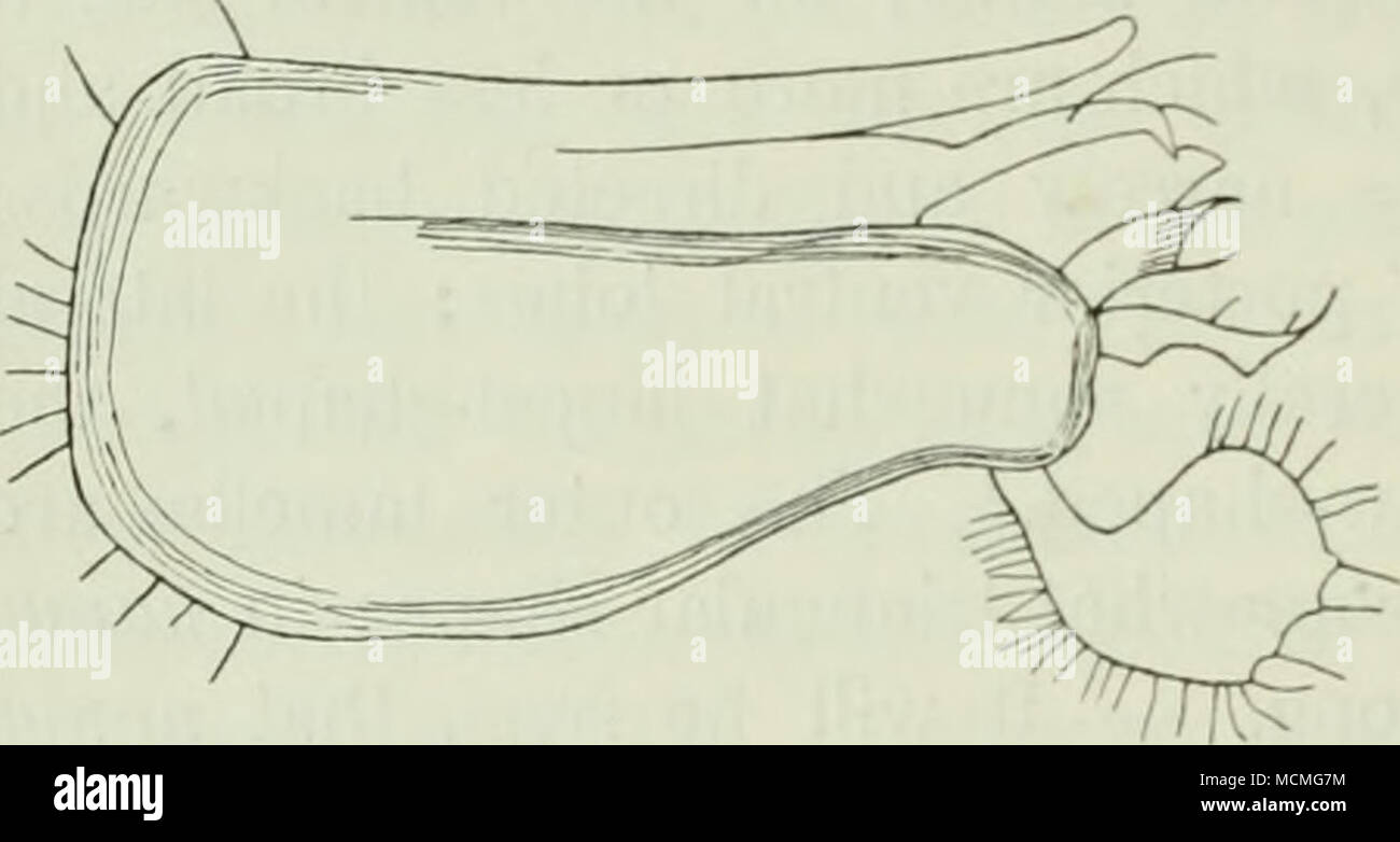 Cubital posterior hi-res stock photography and images - Alamy