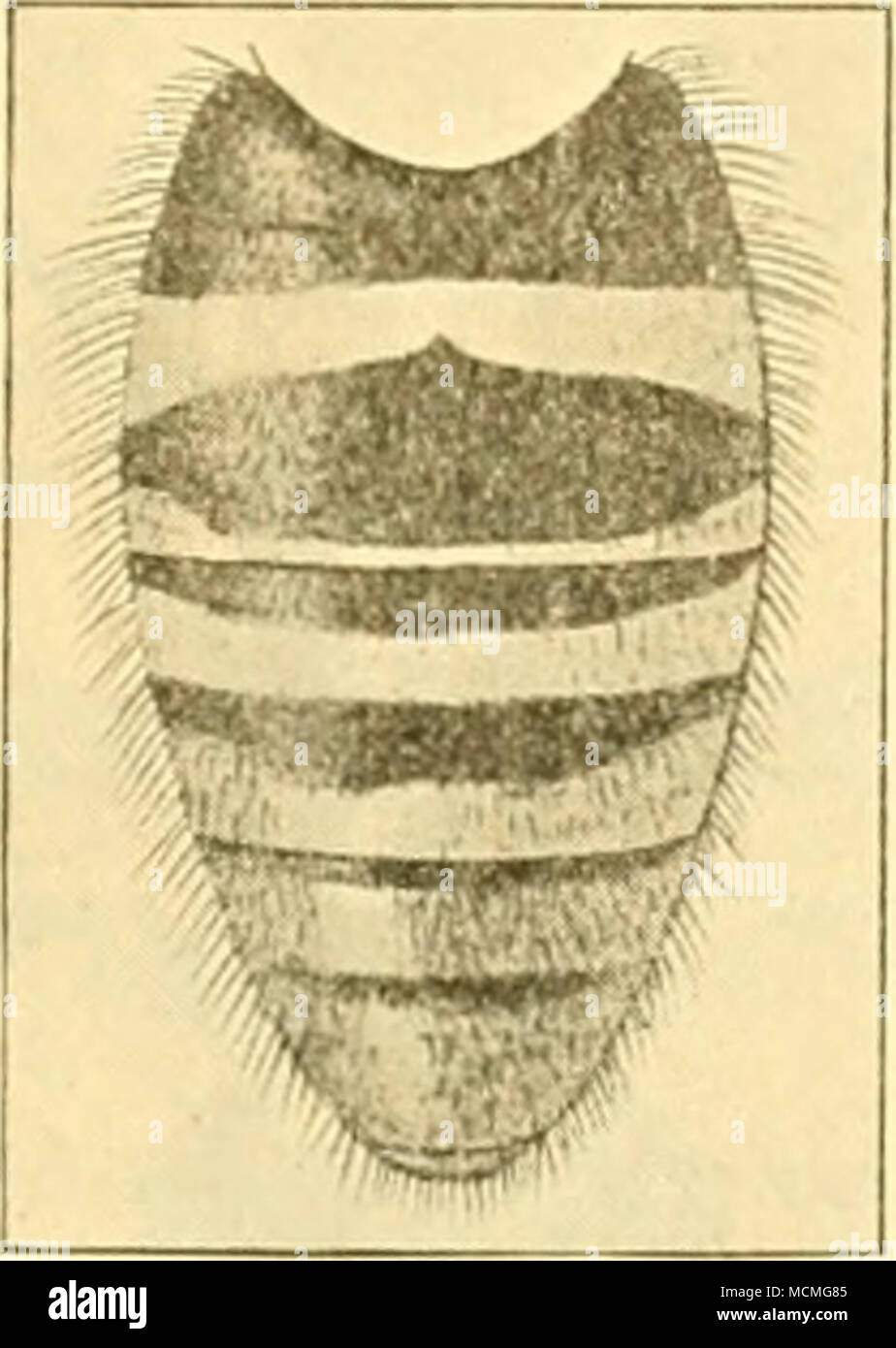 . Fig. 50.— Temnostoma nigriTtianus, Brim., abdomen. stx'ipe on under ...