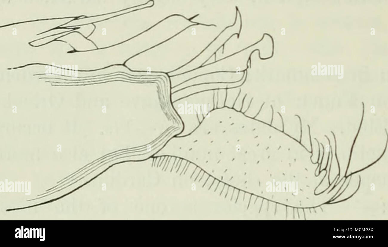 . Fig. 36. D. acuticornis. Apical part of hypo- pygium; posterior ...