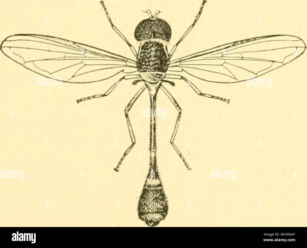 Baccha hi-res stock photography and images - Alamy