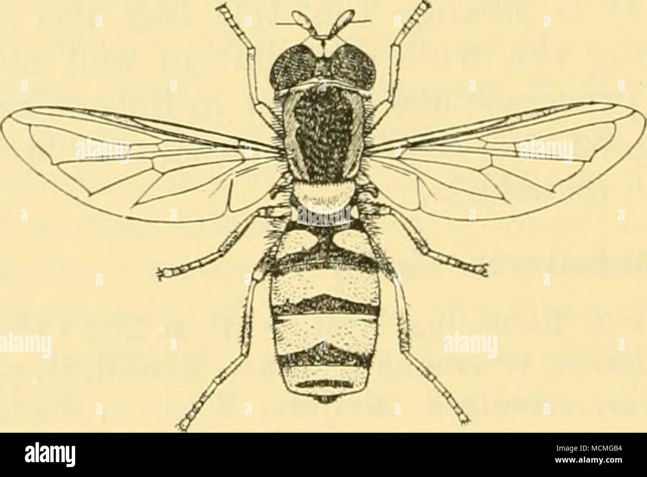 Yellow callus hi-res stock photography and images - Alamy
