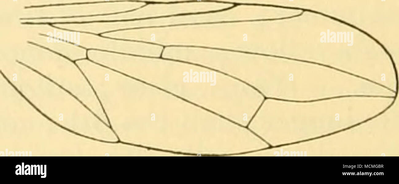 . Fig. 3.—Vipimciilus subaiieus, Brun., sp. n., wing. Abdomen aeneous ...
