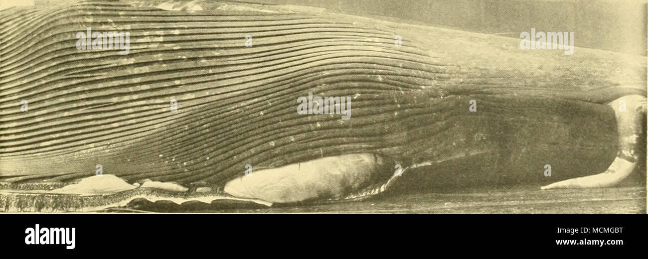 . Fig- 3 SOUTHERN BLUE AND FIN WHALES iV. A. M. phot Stock Photo - Alamy