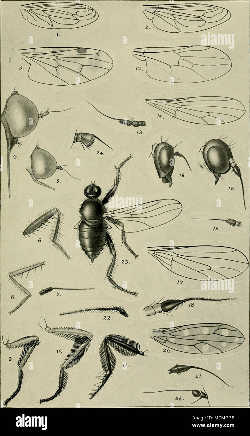 . INDIAN MYDAID^E AND EMPID^E Stock Photo - Alamy