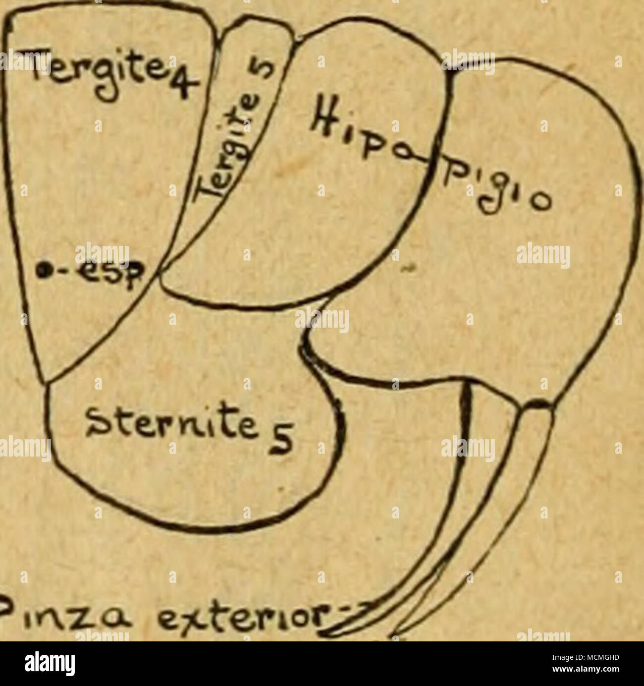 . Tinz.a .«vterior. h>po-fgio-- LÁMINA IV Stock Photo - Alamy