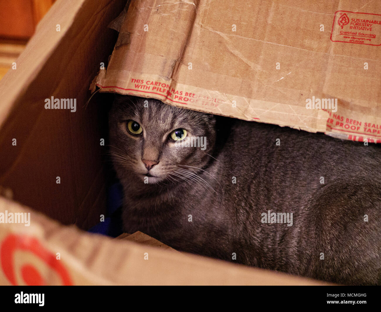 Animal in a box hi-res stock photography and images - Alamy