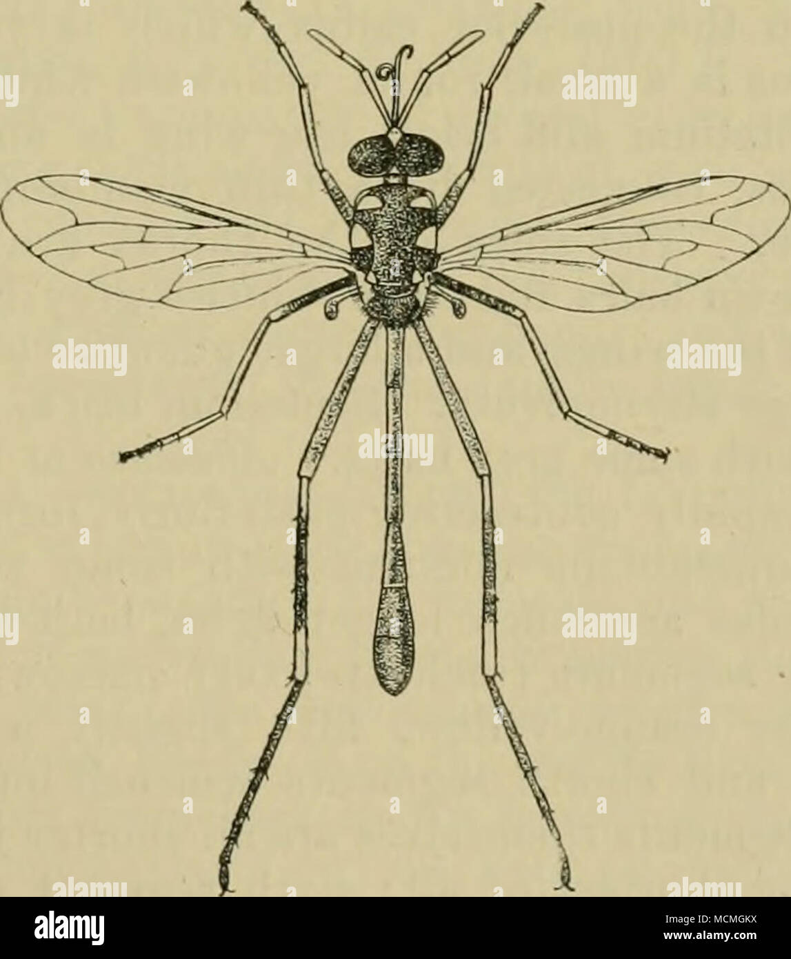 . Fig. 21.—Sijstropns ophioneus, Westw. vertex to the antennae ...