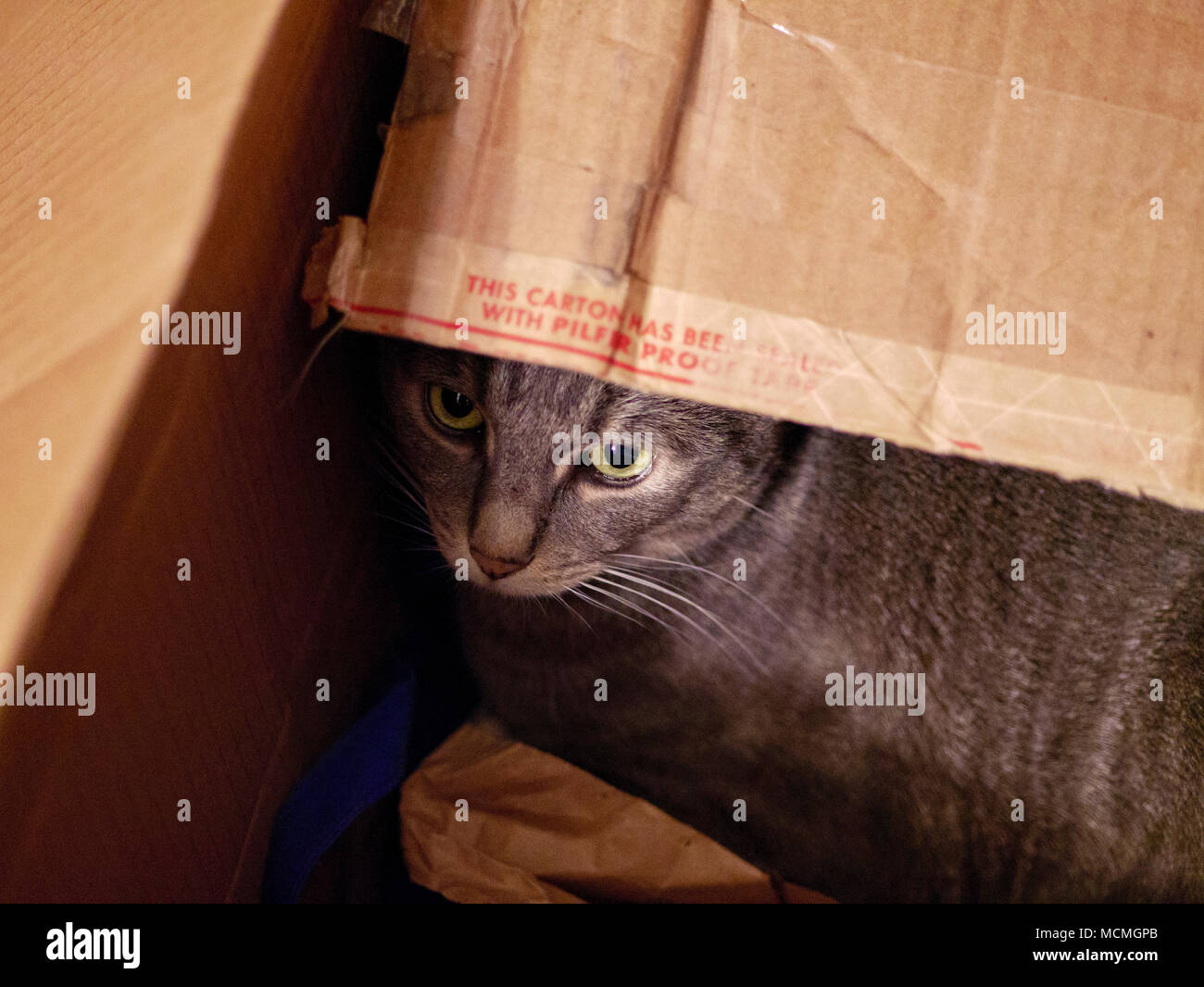 Gray tabby cat in a cardboard box Stock Photo - Alamy