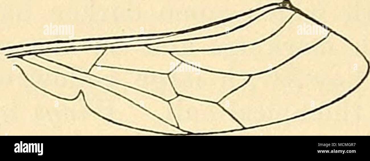 . Fig. 12.—Pterodontia dorsolineata, Brim., wing. the claws very long ...