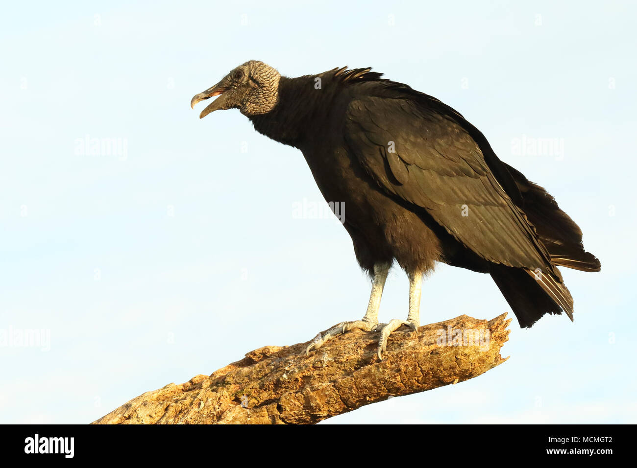 Black vulture behavior hi-res stock photography and images - Alamy