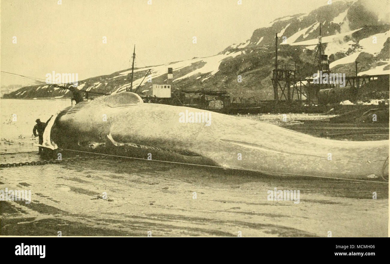 . Fig. 2 SOUTHERN BLUE AND FIN WHALES N. A. M. phot Stock Photo - Alamy