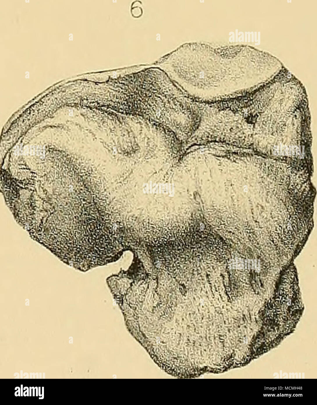 . P Berger,del. E. Crisand, lith. New Haven- DINOCERAS MIRABILE, Marsh ...