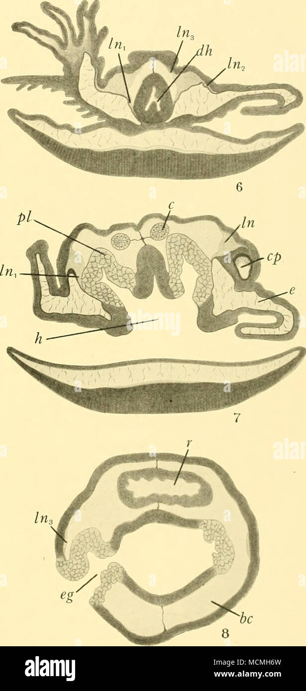 Cephalodiscus hi-res stock photography and images - Alamy