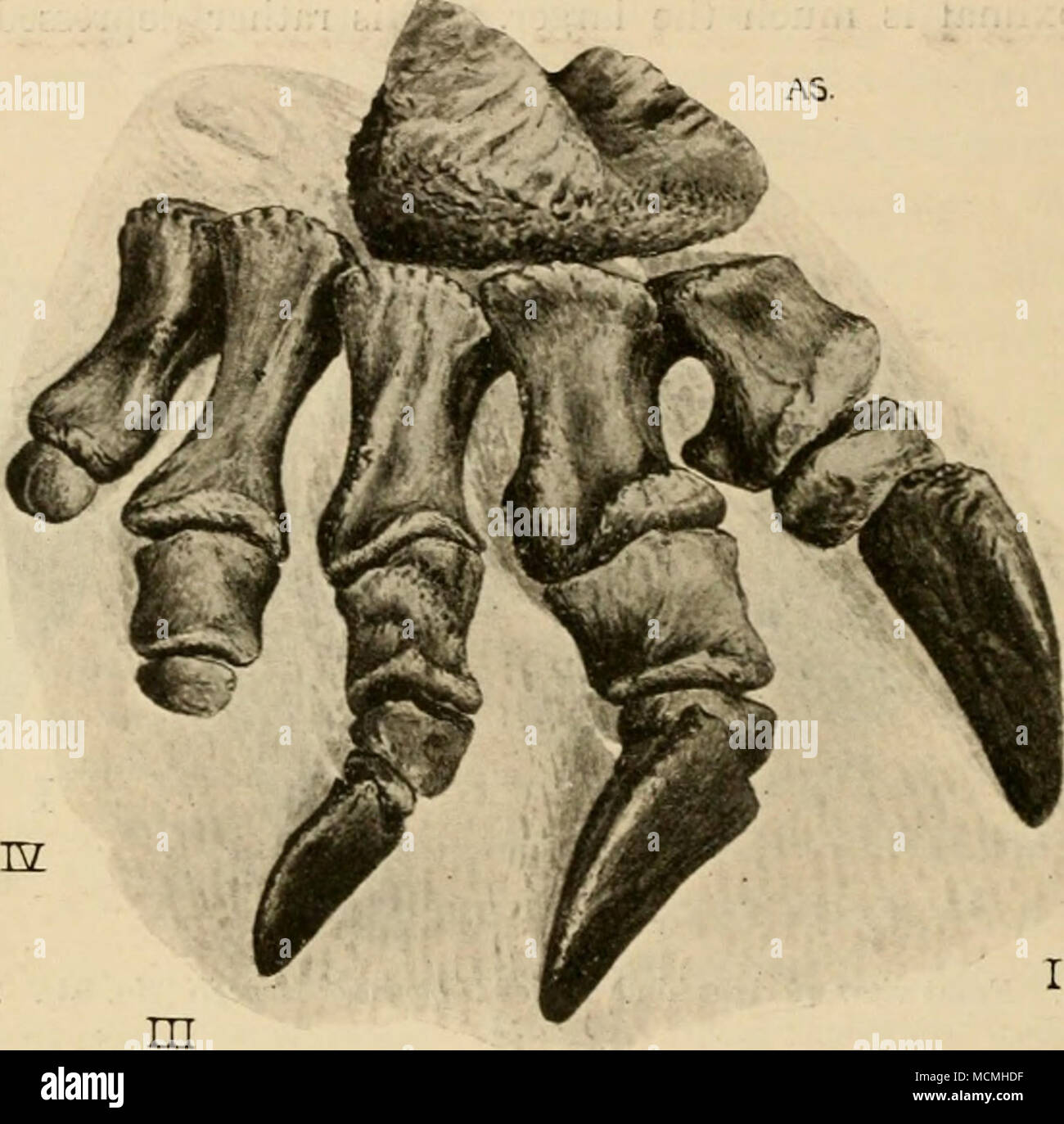 . Front viow of right liiml foot of Bronlomurus e.rciisiis Jliirsh (No ...