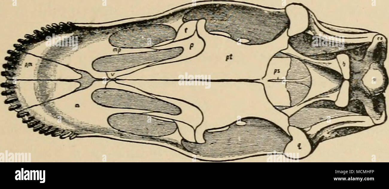 Pterygoid process hi-res stock photography and images - Alamy