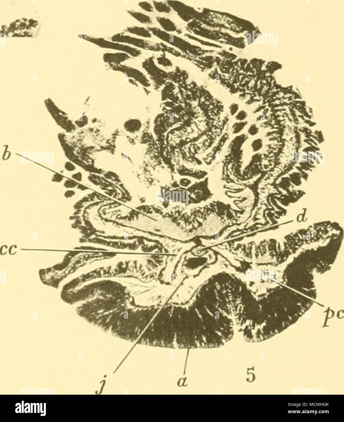 Cephalodiscus hi-res stock photography and images - Alamy