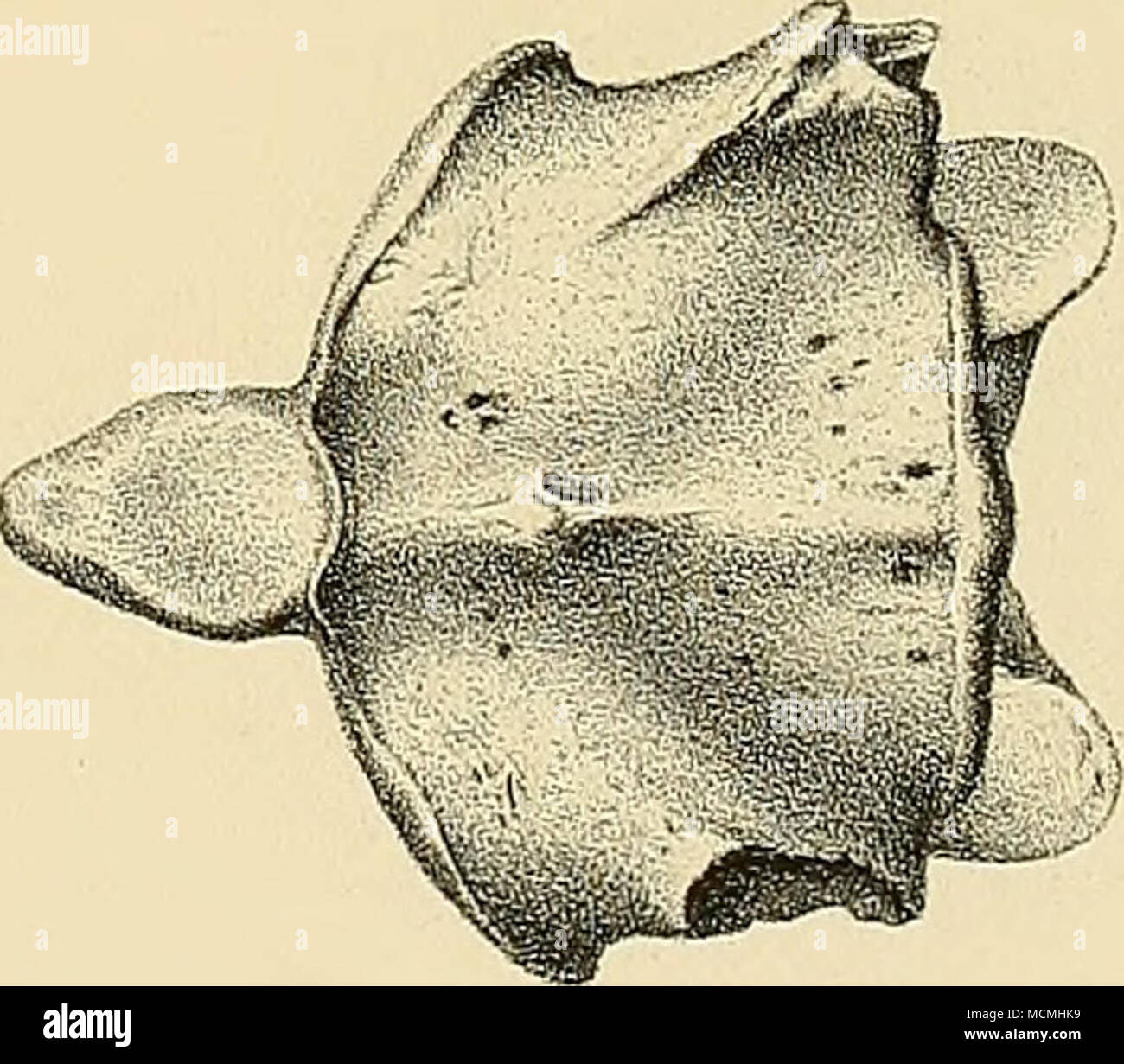 . F Berger, del E.Cnsand, lith.Ne"wHaven. DINOCERAS MIRABILE, Marsh. V4 ...