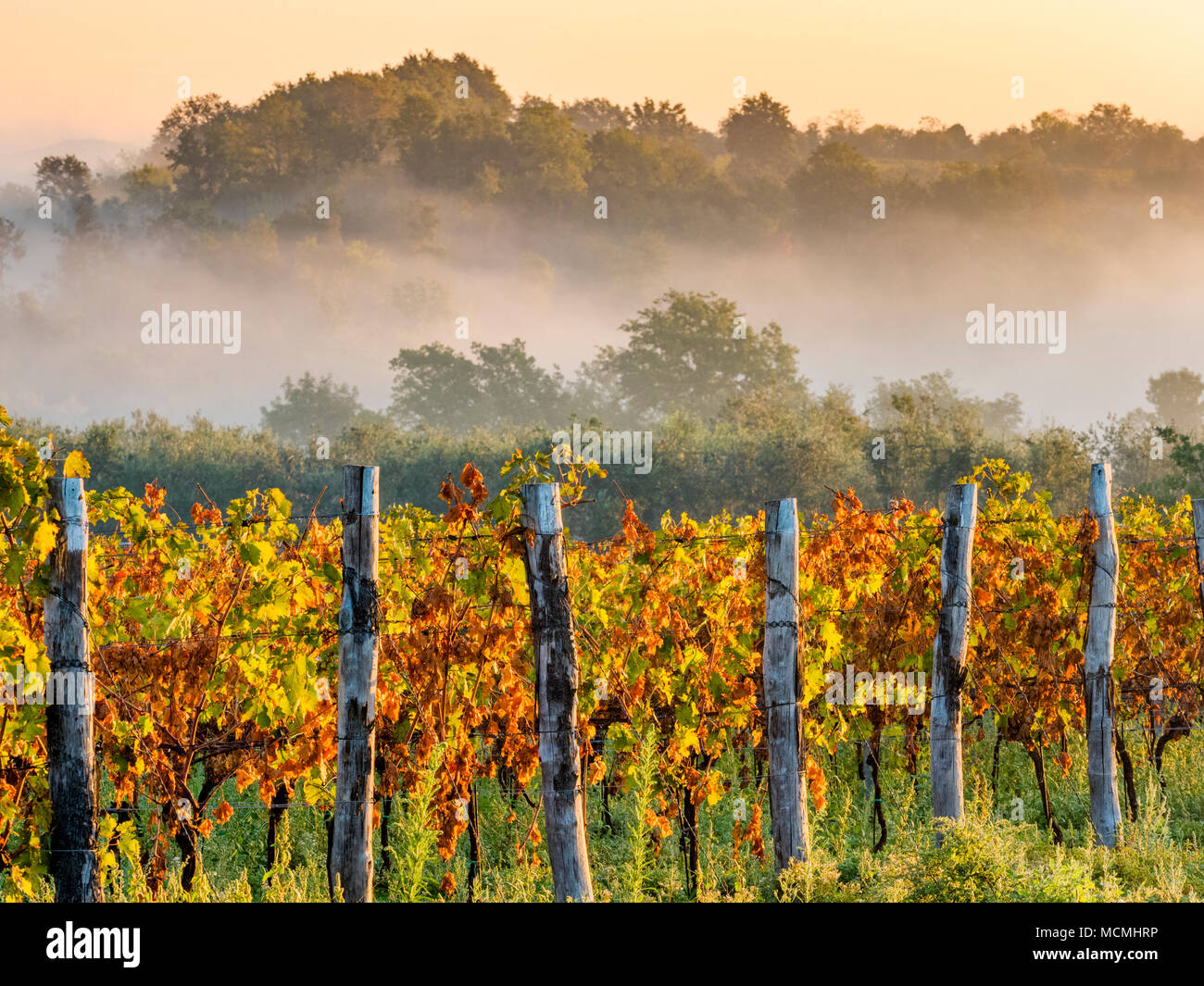 Grape vines in the Tuscan countryside, Italy Stock Photo - Alamy
