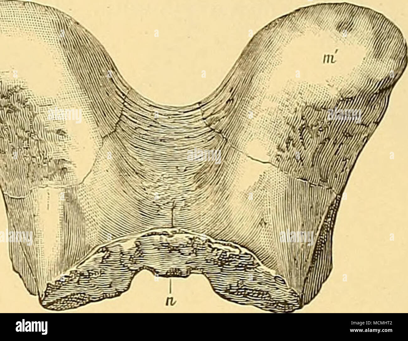 Uintatherium hi-res stock photography and images - Alamy