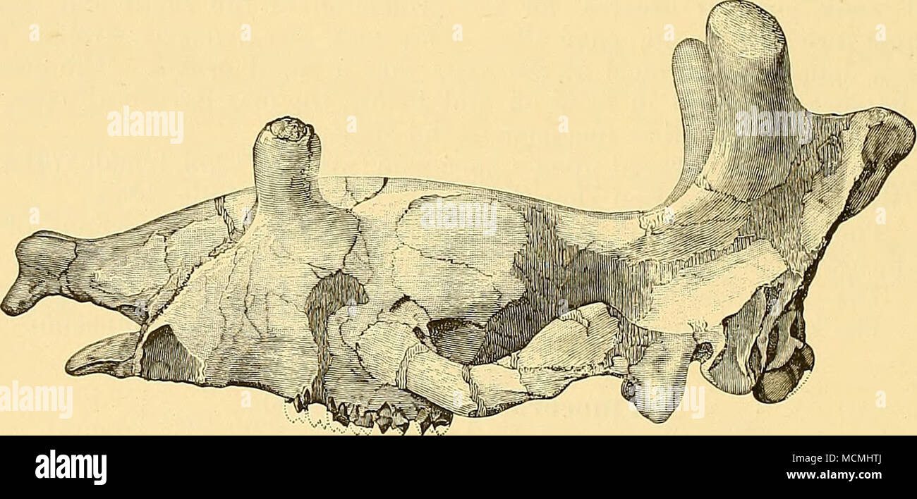 Lower limb bones hi-res stock photography and images - Alamy